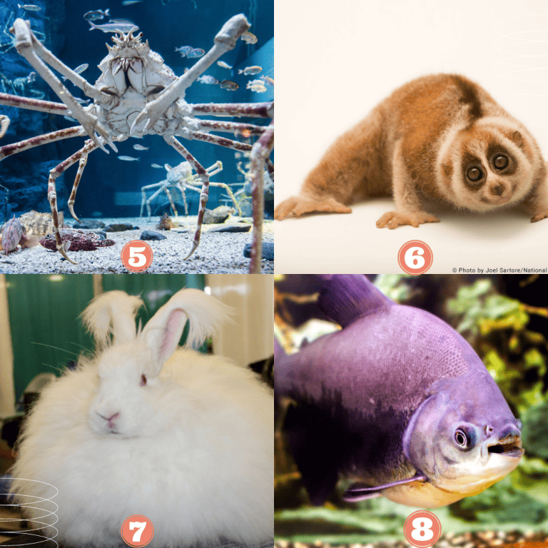 120+ Pertanyaan Kuis Gambar (Cara Membuat Kuis Gambar Gratis) - AhaSlides